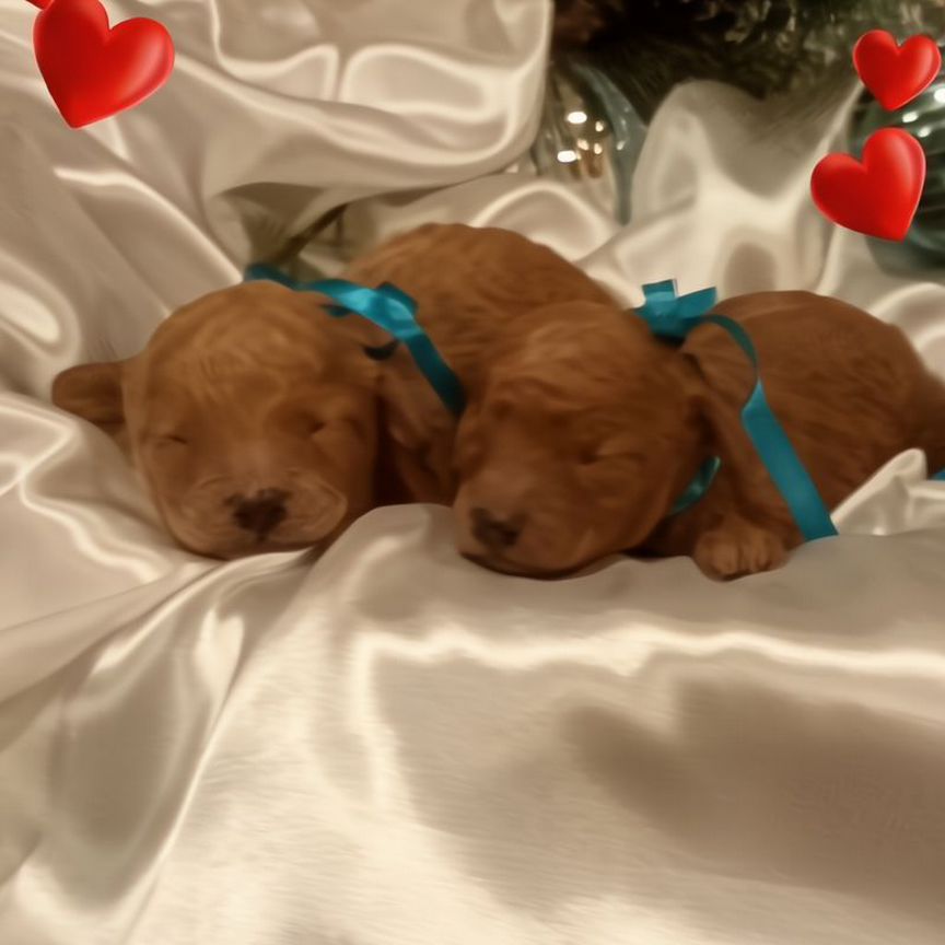 Той-пудель, щенок