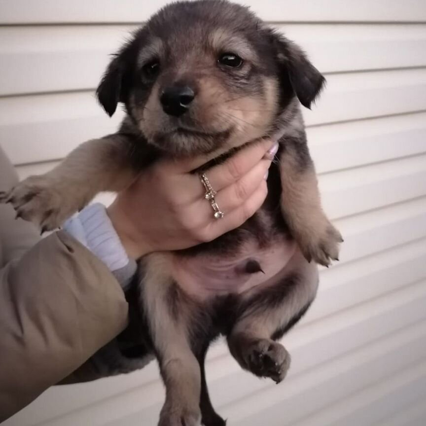 Щенки. Могут вывезти в промзону. Ищем ручки