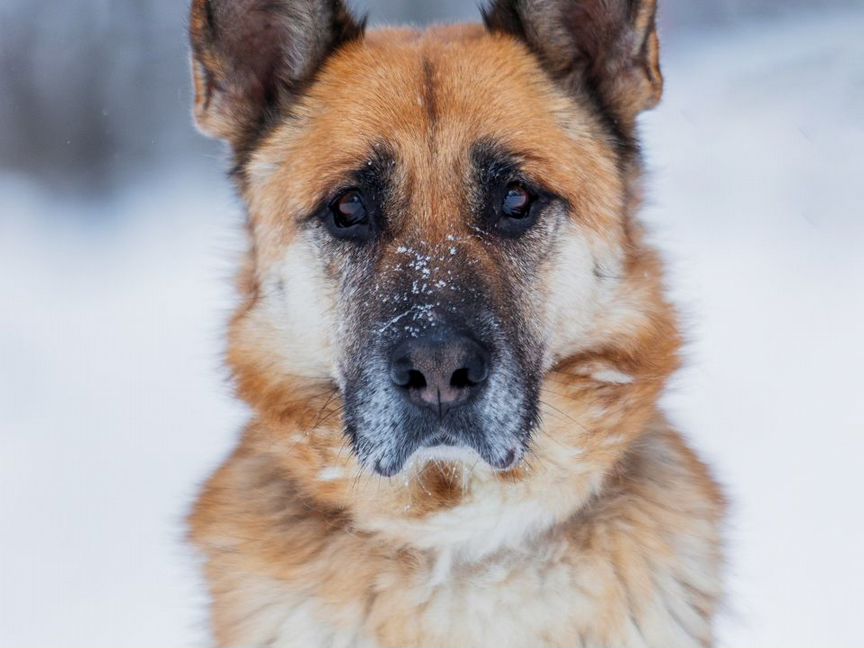 Алтай ищет дом