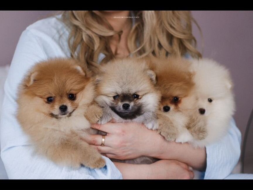 Собаки щенки шпиц