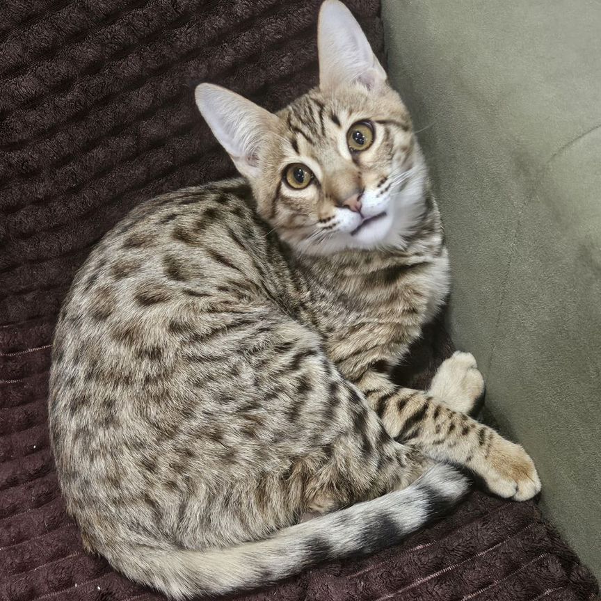 Саванна котёнок