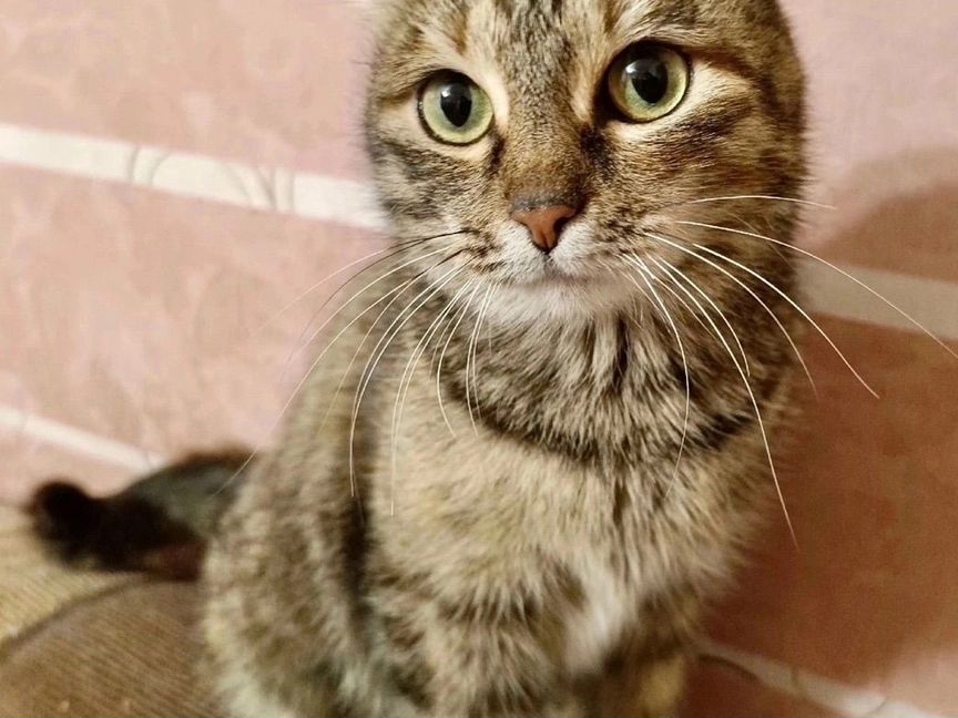 Ласковая кошечка