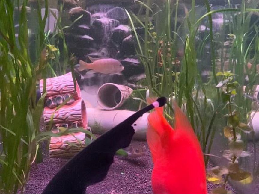 Аквариумная рыбка черный нож