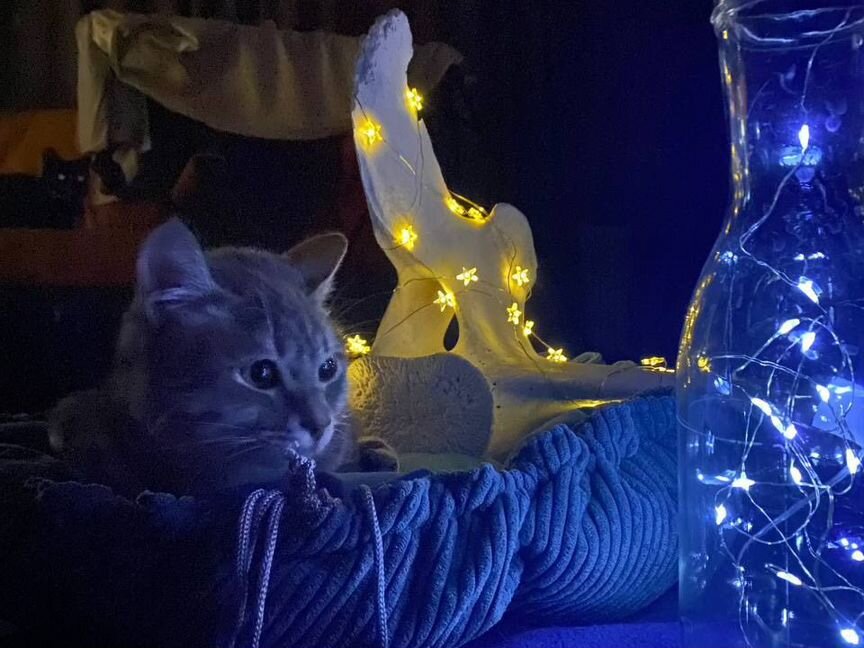 Волшебный котик Бусик из Тбилиси