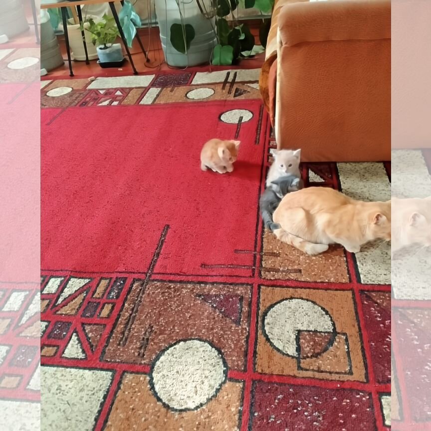 Котёнок в добрые руки
