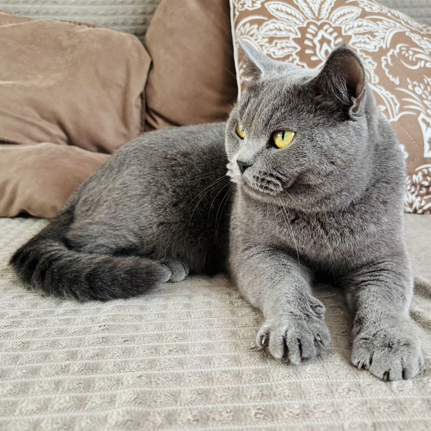 Британская короткошёрстная кошка, взрослая