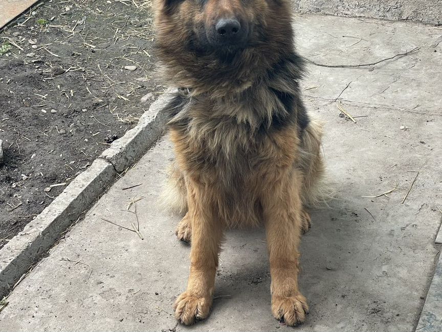 Собака немецкая овчарка длинношерстная