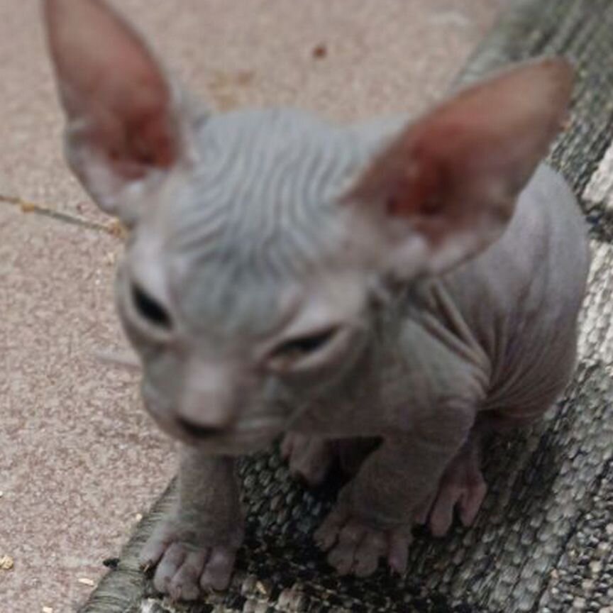 Канадский сфинкс котёнок