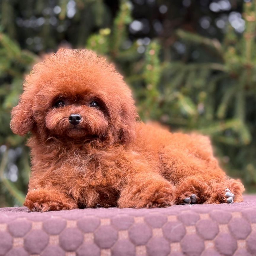 Той-пудель, щенок