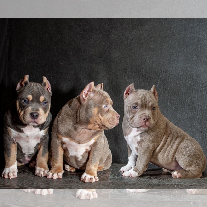 Американский булли, щенок