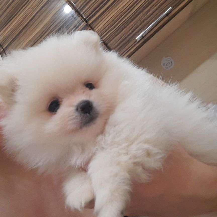 Шпиц 1,5 месяца