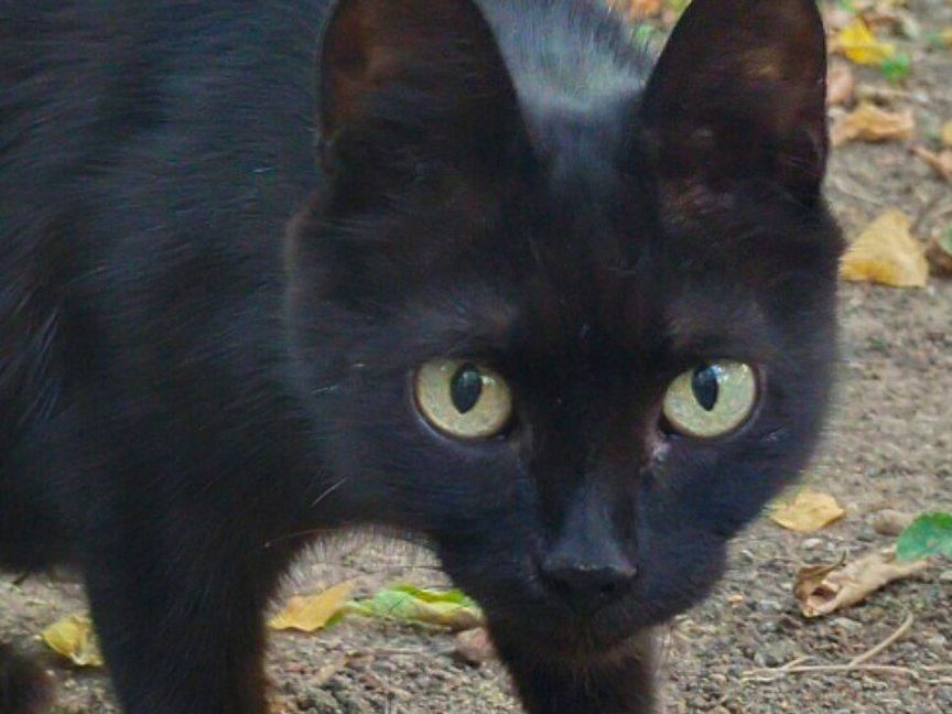 Кошка потеряла дом и котят