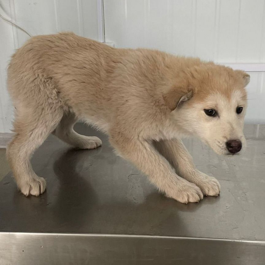 Щенок в добрые руки