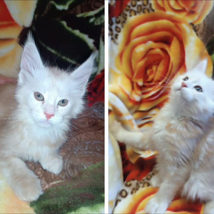 Продаются котята Мейн-куны