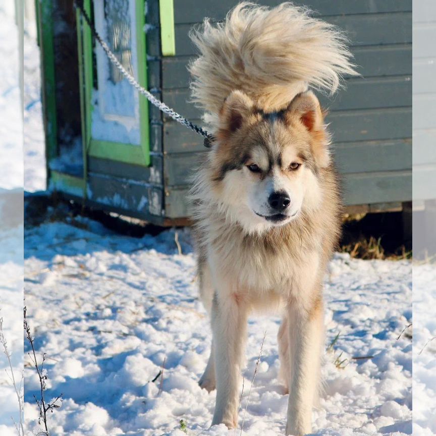 Собака