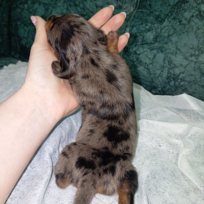 Мраморная такса мини