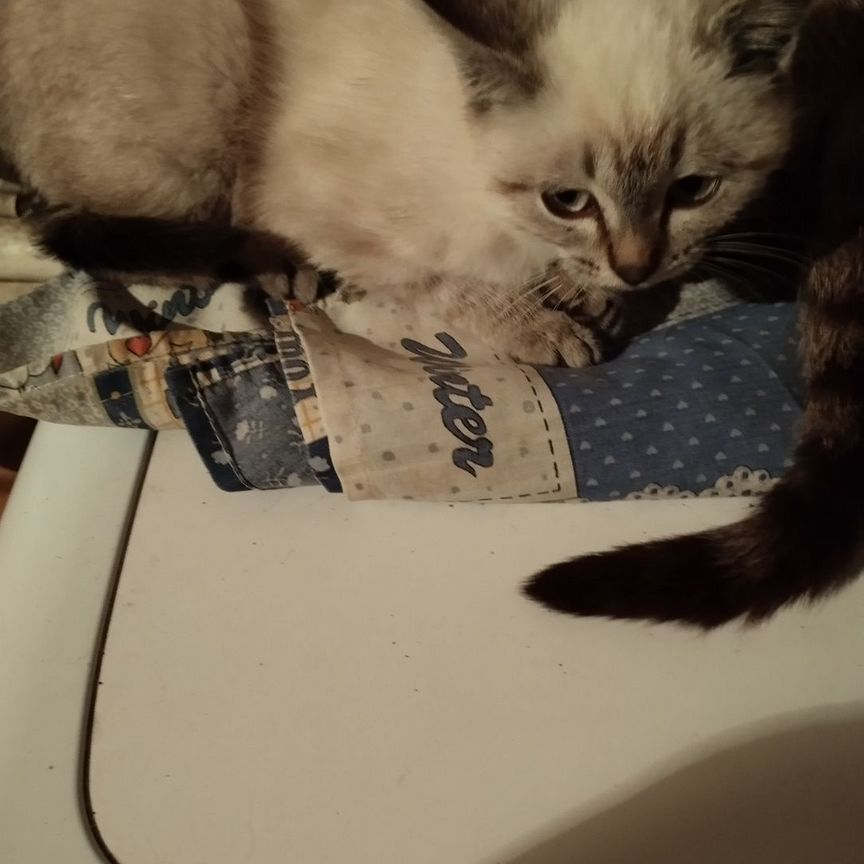 Сиамская кошечка