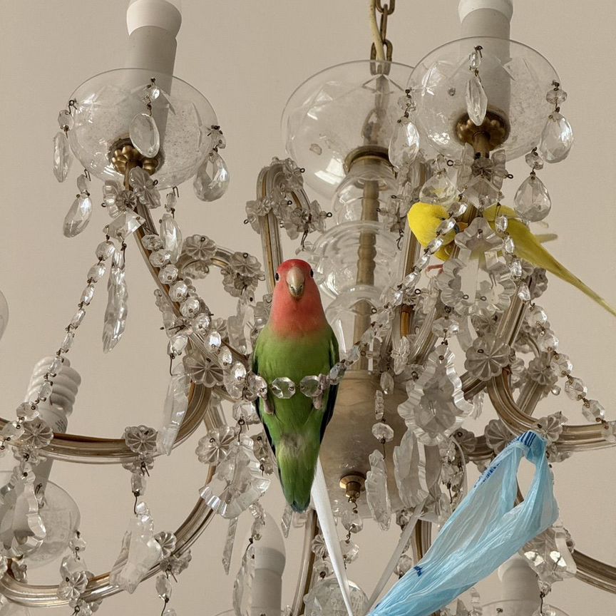 Попугай неразлучник