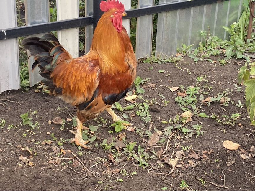 Петух,куры петухи,молодой петух