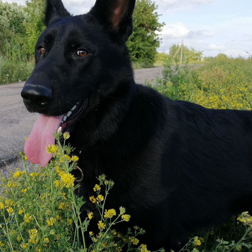 Немецкая овчарка, щенок