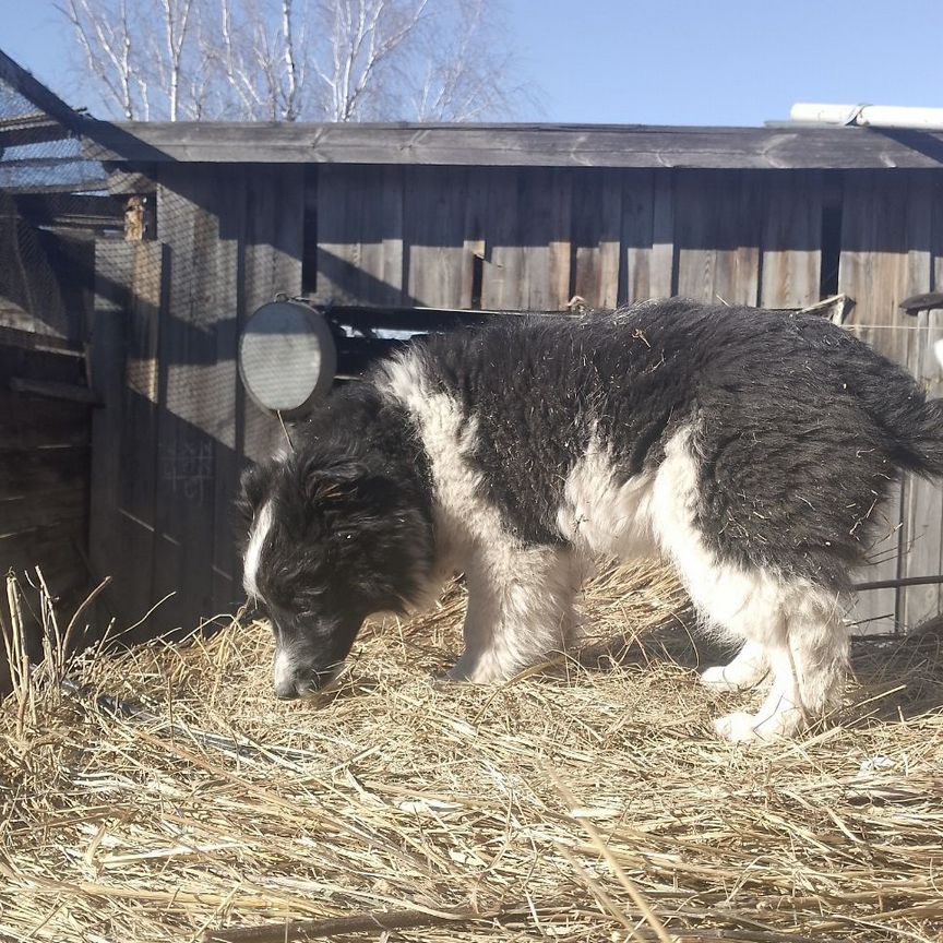 Щенок в добрые руки