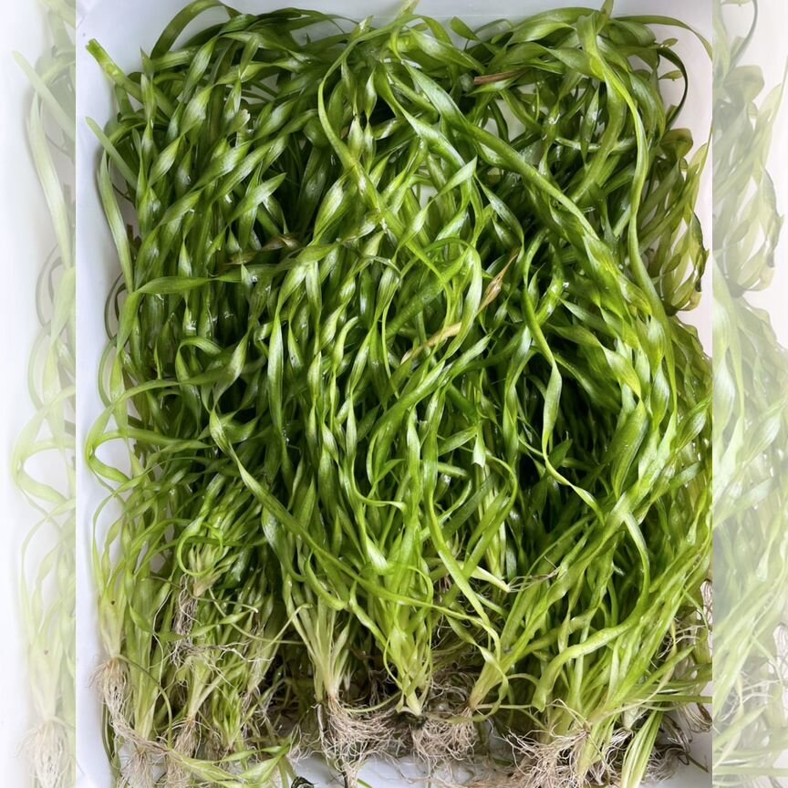 Валиснерия спиральная