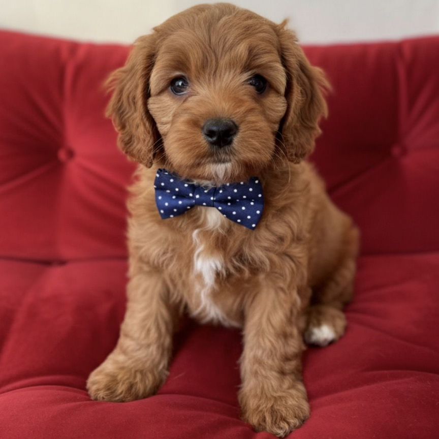 Кавапу, щенок