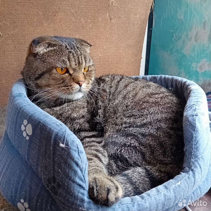 Тема в поиске дома