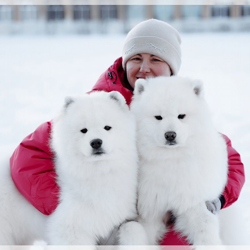 Самоедская собака, щенок