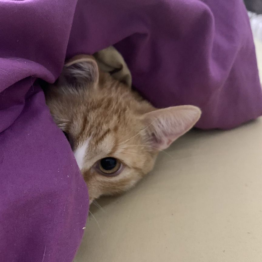 Зжальтесь над котиком