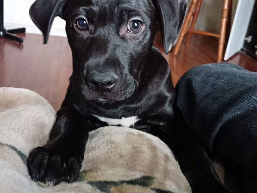 Питбуль Black Mamba