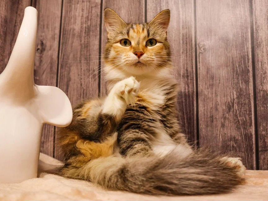 Спасенная кошка ищет дом