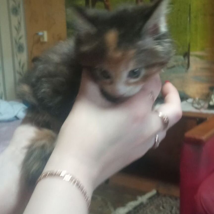 Котята мейн-кун