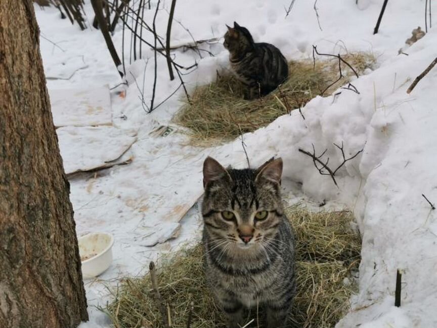 Бездомные коты