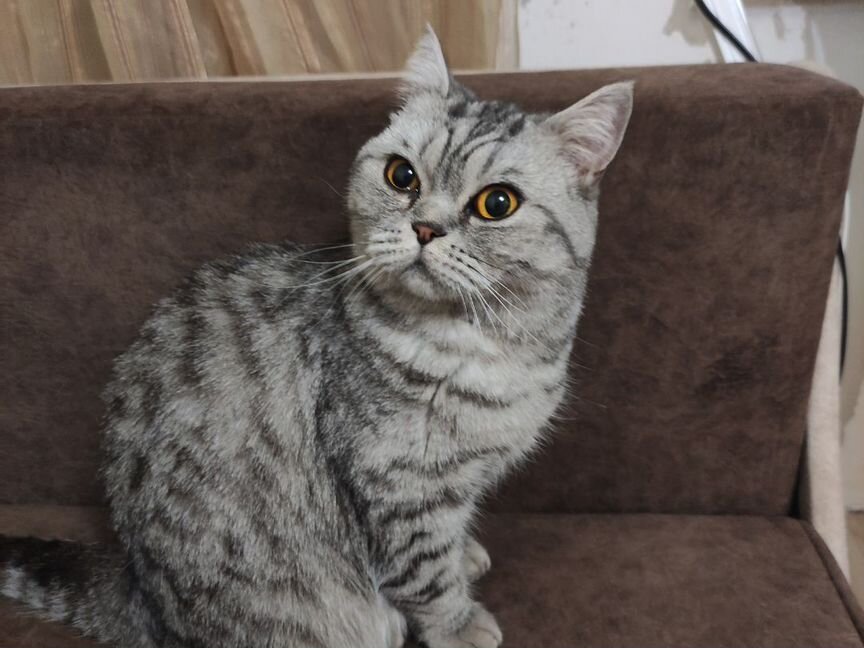 Шотландская прямоухая кошка