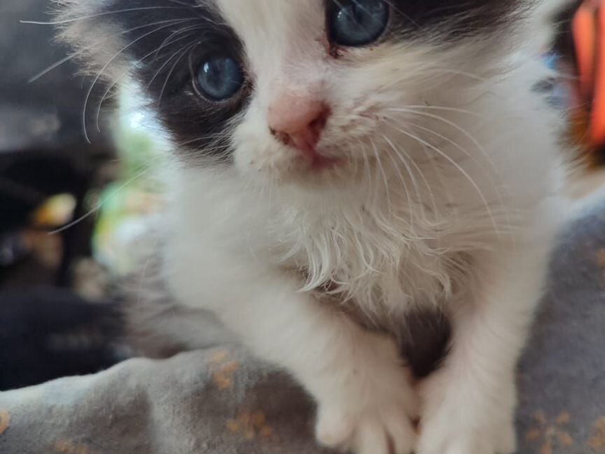 Котенок в добрые руки бесплатно