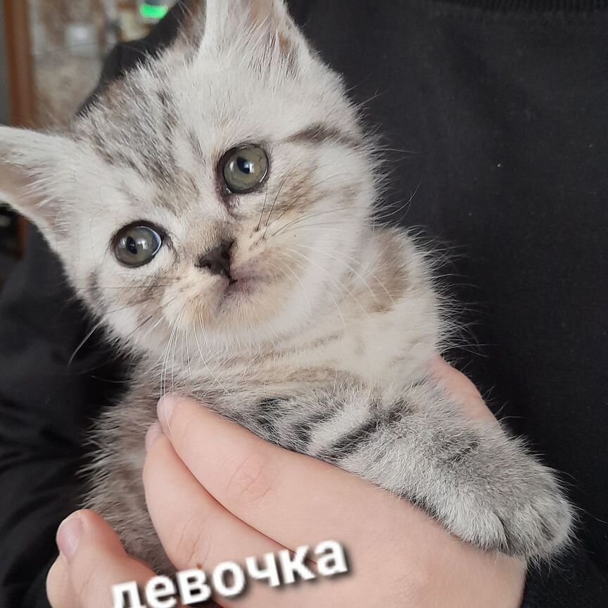 Шотландские котята