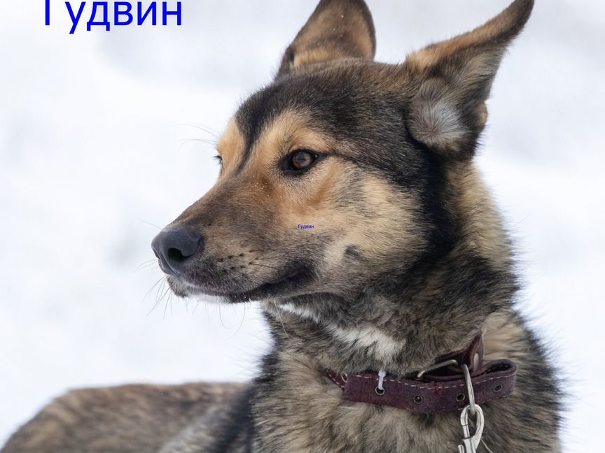 Собака в добрые руки. Гудвин