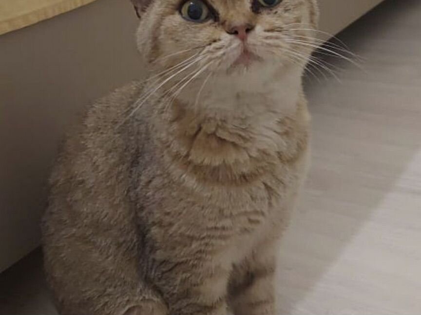 Кошка