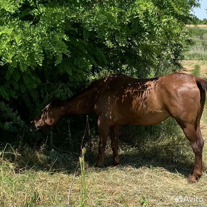 Продам лошадь (жеребая)