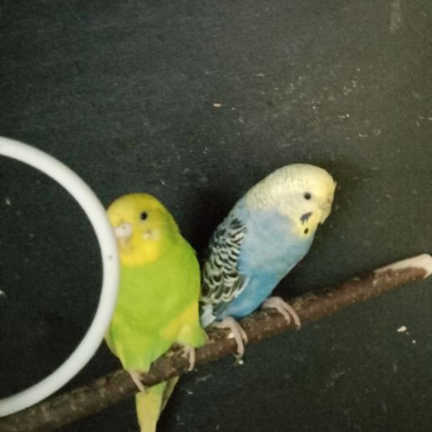 Волнистый попугай