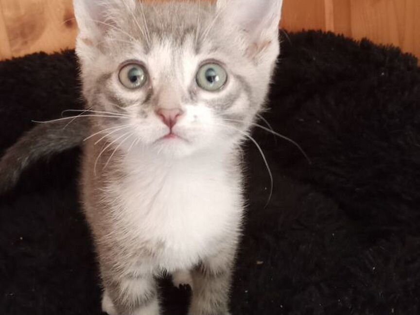 Котик, метис Русской голубой