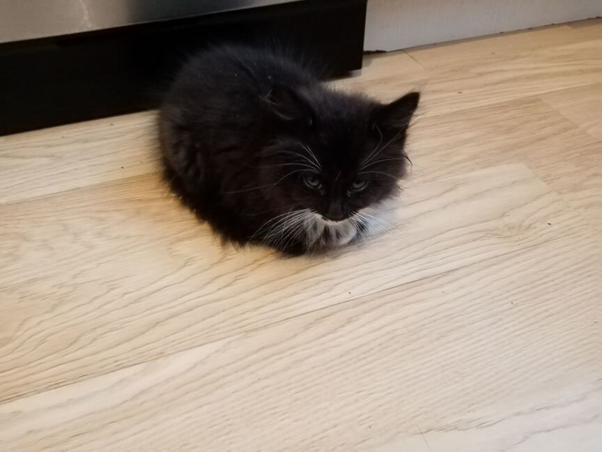 Котенок Маслинка ищет дом