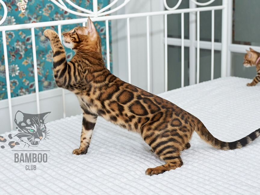 Бенгальская девочка