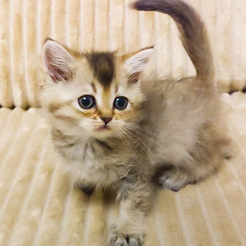Британский короткошёрстный котёнок