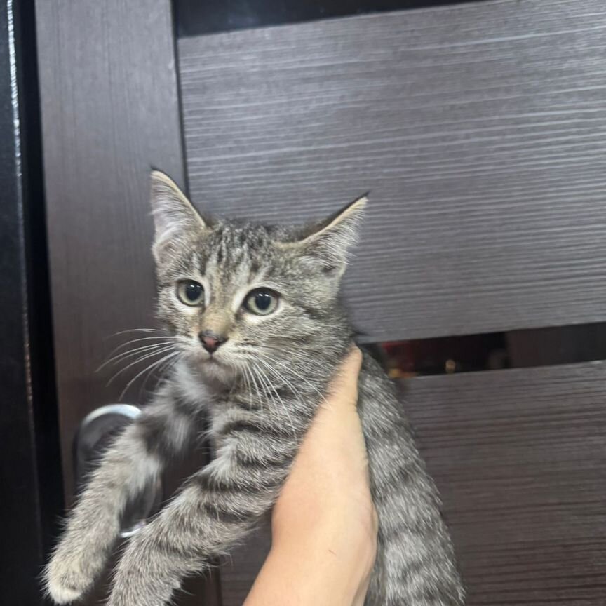 Кошечка ищет дом