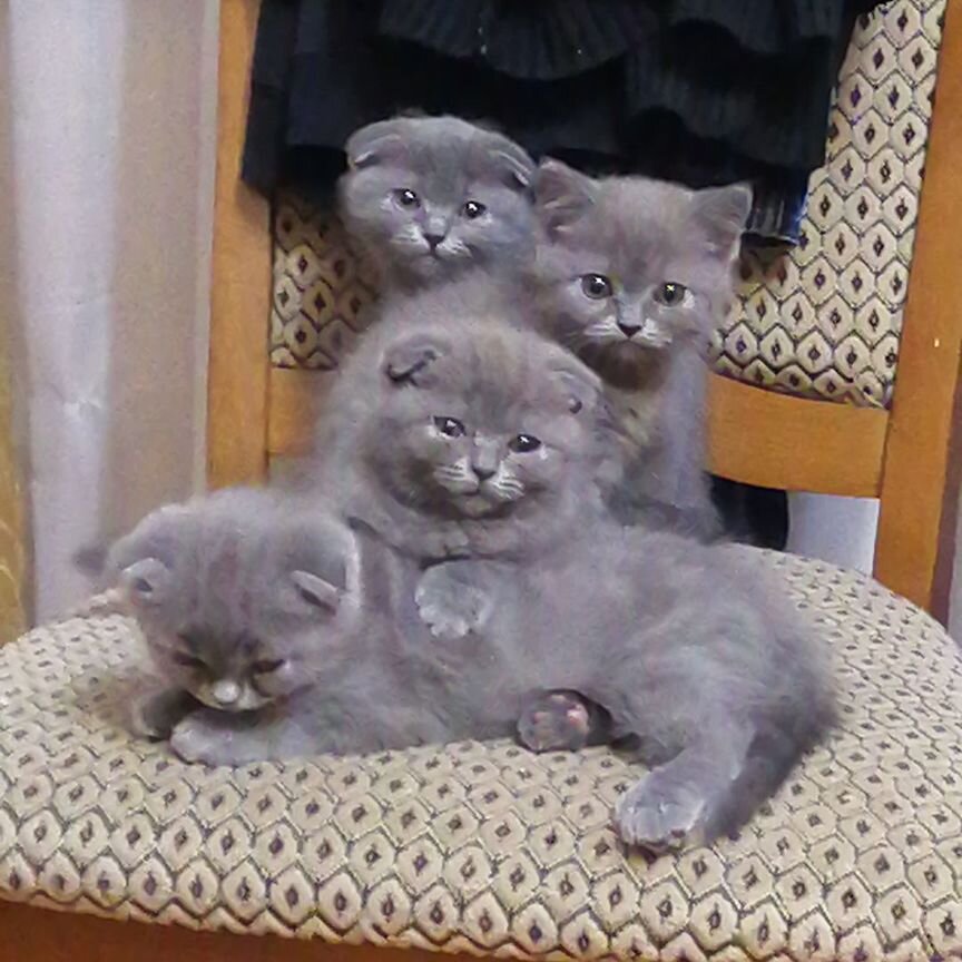Шотландская