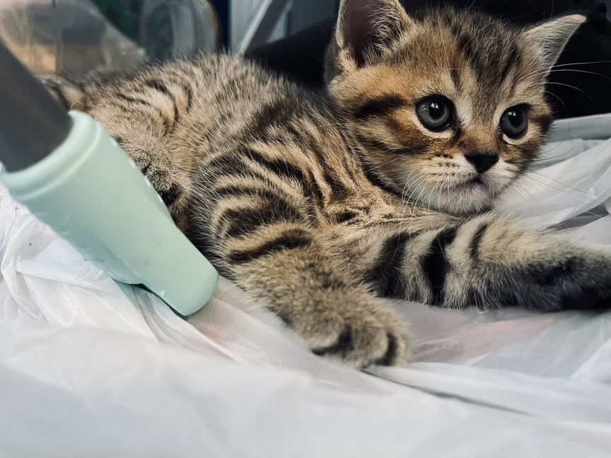 Шотладские котята