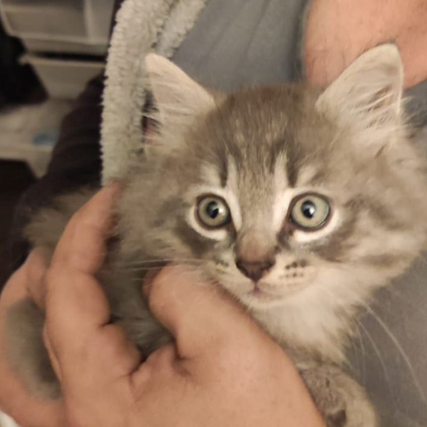 Котята в добрые руки бесплатно