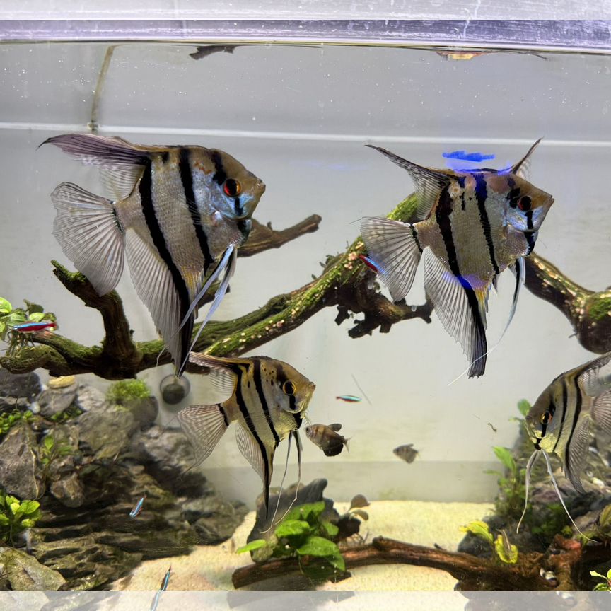 Скалярии 5 штук